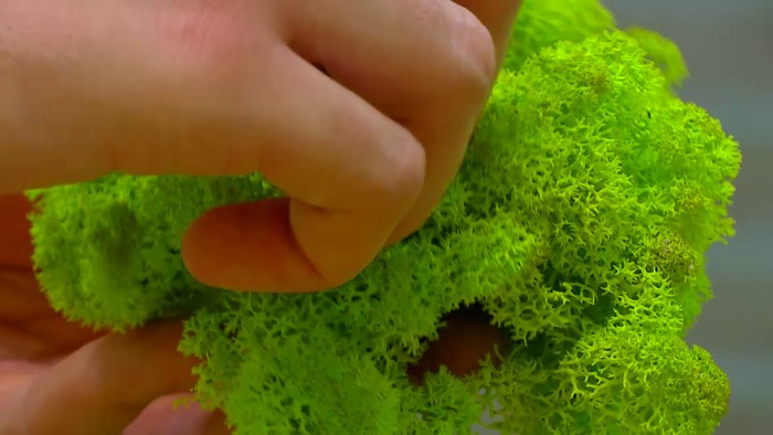 Despre licheni :: Lichenimadebydany